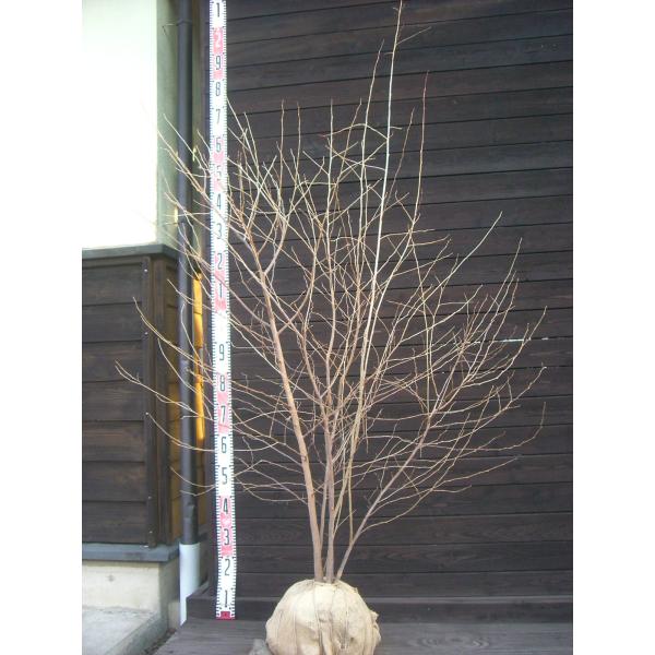 大変美しい白花を咲かせます。お庭が華やかになります。秋の黄葉も綺麗です。 【詳細】エゴノキ科・エゴノキ属・落葉小高木 樹高　　1.4ｍ（鉢上・地上部の高さ）枝張り　1.1ｍ花期　　5〜6月花色　　白鉢植え管理・生育　（可）撮影月　2月