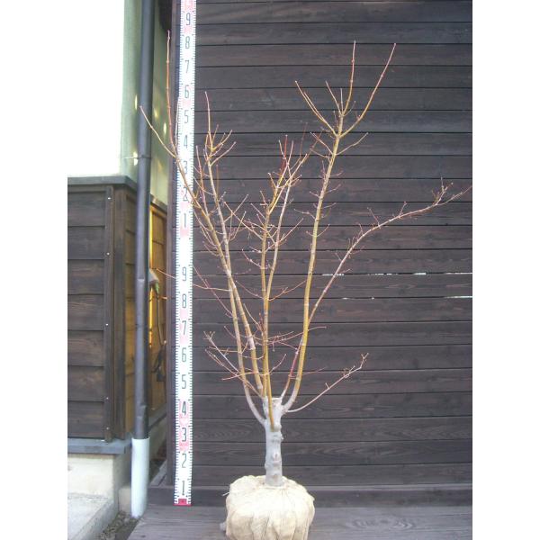 美しい新緑に始まり秋の素晴らしい紅葉まで多彩な表情を お楽しみ頂けます。観賞価値の高い品種です。【詳細】カエデ科・カエデ属・落葉中高木樹高　　1.35ｍ（鉢上・地上部の高さ）枝張り　0.9ｍ紅葉色　橙〜赤鉢植え管理・生育　（可）撮影月　2月