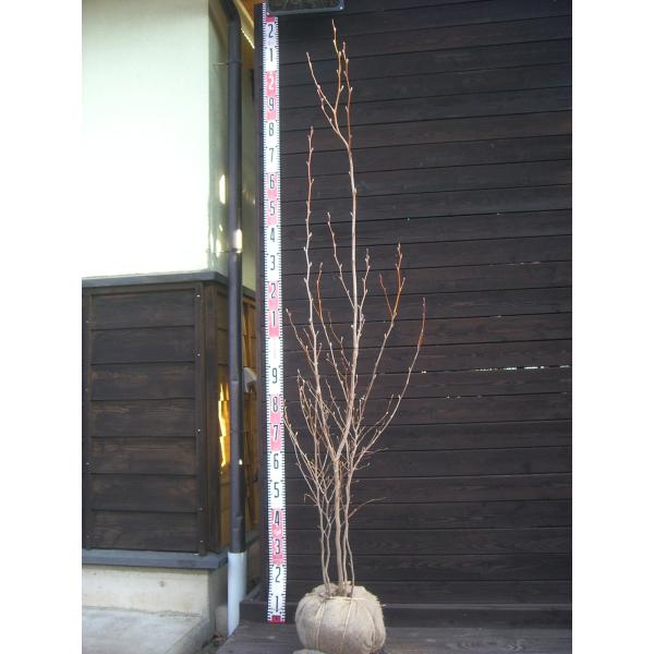 【夏椿】 枝葉が豊かに茂り初夏に 椿の様な美しい花を咲かせます。秋の紅葉も綺麗です。爽やかな 素晴らしい樹種です。 【詳細】ツバキ科・ナツツバキ属・落葉高木 樹高　　1.7ｍ（鉢上・地上部の高さ）枝張り　0.4ｍ花期　　5〜6月花色　　白鉢...