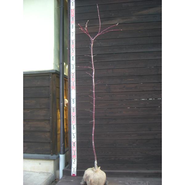 希少品種　【関の華厳】　セキノケゴンコハウチワカエデの枝垂れ品種です。美しい新緑に始まり、秋の素晴らしい紅葉まで、多彩な表情を お楽しみ頂けます。非常に観賞価値の高い品種です。【詳細】カエデ科・カエデ属・落葉中高木樹高　　1.5ｍ（鉢上・地...