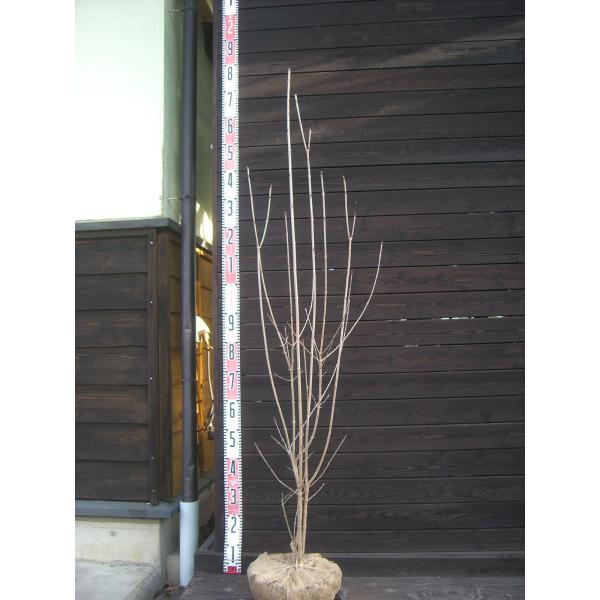 柔らかな新緑　美しく素朴な花秋には、真赤な実が生ります。丈夫な樹種です。  【詳細】スイカズラ科　ガマズミ属　落葉低木 樹高　　1.4ｍ（鉢上・地上部の高さ）枝張り　0.4ｍ花期　　4〜5月花色　　白果期　　10〜11月鉢植え管理・生育　（...