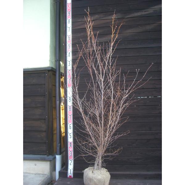 【姫沙羅】　優しい新緑の後、初夏に 椿の様な白花を咲かせます。綺麗な木肌、秋の紅葉もお楽しみ頂けます。 【詳細】ツバキ科・ナツツバキ属・落葉高木 樹高　　1.45ｍ（鉢上・地上部の高さ）枝張り　0.7ｍ花期　　6月花色　　白鉢植え管理・生育...