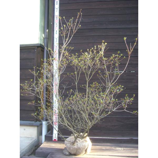 【希少白花】　ヤマツツジ　素晴らしい白花を咲かせるヤマツツジです。秋の黄葉もとても綺麗です。ツツジコレクション向き。 【詳細】ツツジ科・ツツジ属・半落葉低木樹高　　1.3ｍ（鉢上・地上部の高さ）枝張り　1.1ｍ花期　　5〜6月花色　　白鉢植...