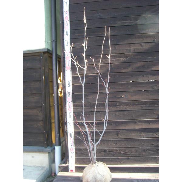 【丸葉の木】優しい新緑から、 秋の素晴らしい紅葉、落葉後の独特な花。四季折々に楽しめる 大変美しい樹種です。【詳細】マンサク科・マルバノキ属・落葉低木樹高　　1.2ｍ（鉢上・地上部の高さ）枝張り　0.3ｍ花期　　10〜12月花色　　紅紫鉢植...