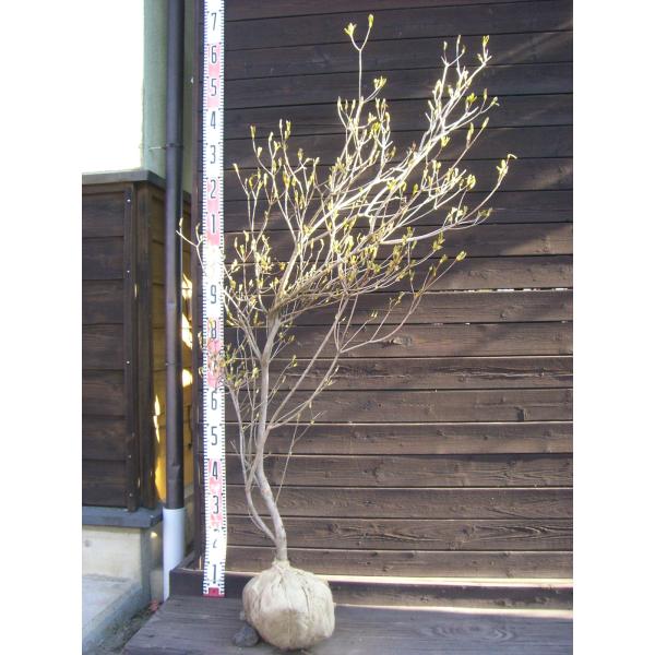 【希少白花】　ヤマツツジ　素晴らしい白花を咲かせるヤマツツジです。秋の黄葉もとても綺麗です。ツツジコレクション向き。 【詳細】ツツジ科・ツツジ属・半落葉低木樹高　　1.25ｍ（鉢上・地上部の高さ）枝張り　0.7ｍ花期　　5〜6月花色　　白鉢...