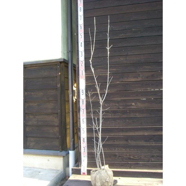 柔らかな 素晴らしい新緑、爽やかな花。秋の美しい紅葉。耐寒性に優れた 観賞価値のとても高い樹種です。 【詳細】モクセイ科・トネリコ属・落葉高木 樹高　　1.35ｍ（鉢上・地上部の高さ）枝張り　0.25ｍ花期　　4〜5月花色　　白鉢植え管理・...