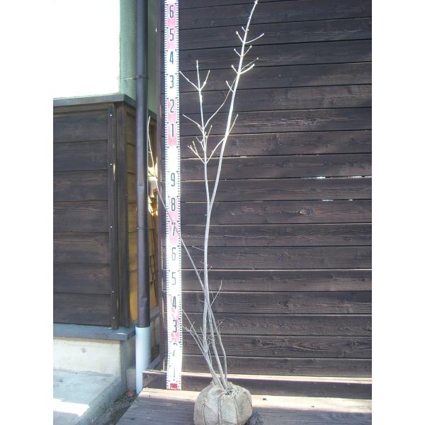 柔らかな 素晴らしい新緑、爽やかな花。秋の美しい紅葉。耐寒性に優れた 観賞価値のとても高い樹種です。 【詳細】モクセイ科・トネリコ属・落葉高木 樹高　　1.3ｍ（鉢上・地上部の高さ）枝張り　0.3ｍ花期　　4〜5月花色　　白鉢植え管理・生育...