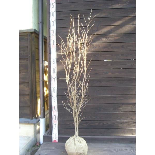 【姫沙羅】　優しい新緑の後、初夏に 椿の様な白花を咲かせます。綺麗な木肌、秋の紅葉もお楽しみ頂けます。 【詳細】ツバキ科・ナツツバキ属・落葉高木 樹高　　1.1ｍ（鉢上・地上部の高さ）枝張り　0.3ｍ花期　　6月花色　　白鉢植え管理・生育　...