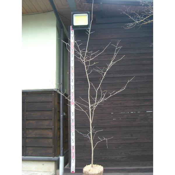 【沢蓋木】可憐な白花を咲かせ、秋には 瑠璃色の実を付けます。しなやかな枝葉と、美しい瑠璃色の実、素晴らしいコントラストをお楽しみいただけます。 【詳細】ハイノキ科　ハイノキ属　落葉低木 樹高　　2.2ｍ（鉢上・地上部の高さ）枝張り　1.1ｍ...