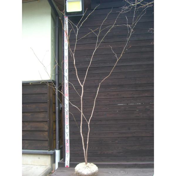 檀香梅葉に先たって 美しい黄花を咲かせます。大きな葉の素晴らしい新緑〜秋の黄葉も必見です。【詳細】クスノキ科　クロモジ属　落葉小高木樹高　　2.0ｍ（鉢上・地上部の高さ）枝張り　1.1ｍ紅葉色　黄鉢植え管理・生育　（可）撮影月　3月