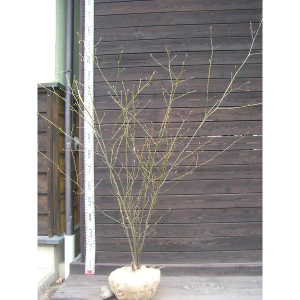 【黒文字】葉や樹皮に良い芳香があり高級爪楊枝に利用されます。爽やかな風情をお楽しみください。 【詳細】クスノキ科　クロモジ属　落葉低木 樹高　　1.2ｍ（鉢上・地上部の高さ）枝張り　1.2ｍ花期　　4月花色　　黄緑鉢植え管理・生育　（可）撮...