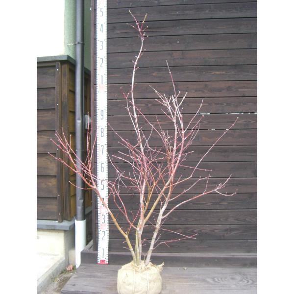 美しい新緑に始まり秋の素晴らしい紅葉まで多彩な表情を お楽しみ頂けます。観賞価値の高い品種です。【詳細】カエデ科・カエデ属・落葉中高木樹高　　1.1ｍ（鉢上・地上部の高さ）枝張り　0.7ｍ紅葉色　橙〜赤鉢植え管理・生育　（可）撮影月　3月