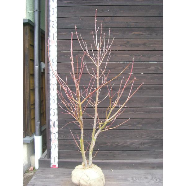 美しい新緑に始まり秋の素晴らしい紅葉まで多彩な表情を お楽しみ頂けます。観賞価値の高い品種です。【詳細】カエデ科・カエデ属・落葉中高木樹高　　1.0ｍ（鉢上・地上部の高さ）枝張り　0.5ｍ紅葉色　橙〜赤鉢植え管理・生育　（可）撮影月　3月