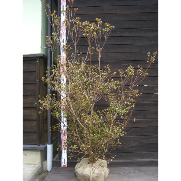 【本霧島躑躅】真赤な小花を多数咲かせます。鮮やかな大変美しいツツジです。 【詳細】ツツジ科・ツツジ属・常緑低木樹高　　1.4ｍ（鉢上・地上部の高さ）枝張り　1.0ｍ花期　　4〜5月花色　　赤鉢植え管理・生育　（可）撮影月　3月