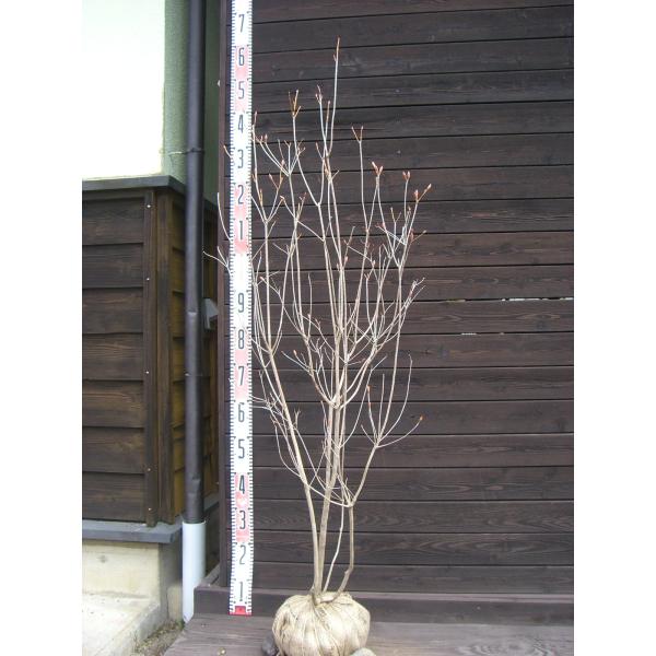 【雪国三葉躑躅】葉に先立って、大変美しい花を咲かせます。新緑 紅葉も素晴らしい品種です。 【詳細】ツツジ科・ツツジ属・落葉低木樹高　　1.2ｍ（鉢上・地上部の高さ）枝張り　0.4ｍ花期　　4〜5月花色　　淡紅紫鉢植え管理・生育　（可）撮影月　3月