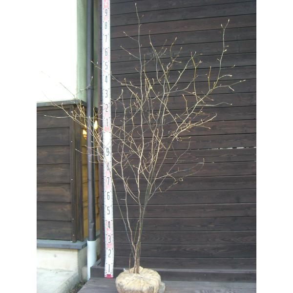 【黒文字】葉や樹皮に良い芳香があり高級爪楊枝に利用されます。爽やかな風情をお楽しみください。 【詳細】クスノキ科　クロモジ属　落葉低木 樹高　　1.6ｍ（鉢上・地上部の高さ）枝張り　1.0ｍ花期　　4月花色　　黄緑鉢植え管理・生育　（可）撮...