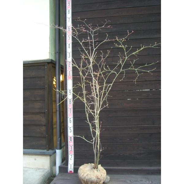 山モミジ　美しい新緑に始まり秋の素晴らしい黄葉まで多彩な表情を お楽しみ頂けます。【詳細】カエデ科・カエデ属・落葉中高木樹高　　1.4ｍ（鉢上・地上部の高さ）枝張り　0.9ｍ紅葉色　黄〜橙鉢植え管理・生育　（可）撮影月　3月