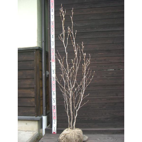 【夏椿】 枝葉が豊かに茂り初夏に 椿の様な美しい花を咲かせます。秋の紅葉も綺麗です。爽やかな 素晴らしい樹種です。 【詳細】ツバキ科・ナツツバキ属・落葉高木 樹高　　1.45ｍ（鉢上・地上部の高さ）枝張り　0.4ｍ花期　　5〜6月花色　　白...