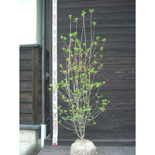 【紅満天星】　若葉の下に 壺形の赤花が、吊り下げられた様に付きます。新緑から紅葉までお楽しみ頂ける、大変美しい 赤花ドウダンツツジです。【詳細】ツツジ科・ツツジ属・落葉低木樹高　　1.3ｍ（鉢上・地上部の高さ）枝張り　0.5ｍ花期　　4〜5...