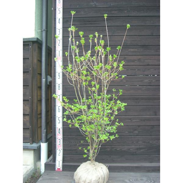 【紅満天星】　若葉の下に 壺形の赤花が、吊り下げられた様に付きます。新緑から紅葉までお楽しみ頂ける、大変美しい 赤花ドウダンツツジです。【詳細】ツツジ科・ツツジ属・落葉低木樹高　　1.15ｍ（鉢上・地上部の高さ）枝張り　0.6ｍ花期　　4〜...