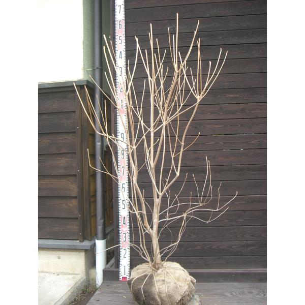 【黒船躑躅】葉に先たって 淡いピンク色の花を咲かせます。ツツジの女王とも呼ばれ 美しく貴重な品種です。【詳細】ツツジ科・ツツジ属・落葉低木樹高　　1.2ｍ（鉢上・地上部の高さ）枝張り　0.6ｍ花期　　4〜5月花色　　ピンク鉢植え管理・生育　...