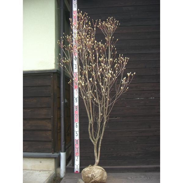 純白三葉躑躅　透き通るような 白花を咲かせます。新緑、黄葉も素晴らしく耐寒性に優れた美しいツツジです。【詳細】ツツジ科・ツツジ属・落葉低木樹高　　1.5ｍ（鉢上・地上部の高さ）枝張り　0.7ｍ花期　　4〜5月花色　　白鉢植え管理・生育　（可...