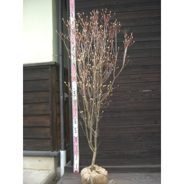 純白三葉躑躅　透き通るような 白花を咲かせます。新緑、黄葉も素晴らしく耐寒性に優れた美しいツツジです。【詳細】ツツジ科・ツツジ属・落葉低木樹高　　1.45ｍ（鉢上・地上部の高さ）枝張り　0.6ｍ花期　　4〜5月花色　　白鉢植え管理・生育　（...