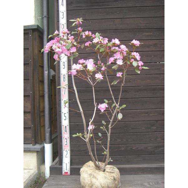 希少樹種。とても上品で、美しい花を毎年沢山咲かせます。花期も長く 素晴らしい品種です。シャクナゲコレクション向き。【詳細】ツツジ科・ツツジ属・常緑低木樹高　　0.9ｍ（鉢上・地上部の高さ）枝張り　0.6ｍ花期　　4〜5月花色　　紫ピンク鉢植...