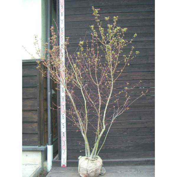 イロハモミジ　美しい新緑に始まり秋の素晴らしい紅葉まで多彩な表情を お楽しみ頂けます。【詳細】カエデ科・カエデ属・落葉中高木樹高　　1.4ｍ（鉢上・地上部の高さ）枝張り　1.0ｍ紅葉色　赤鉢植え管理・生育　（可）撮影月　4月