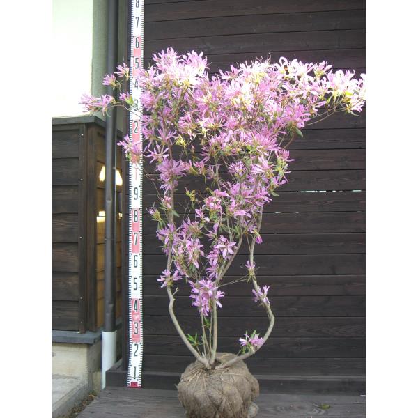 【花車】モチツツジ（餅躑躅）の園芸種 です。大変美しい花を咲かせます。シャープな花が魅力です。  【詳細】ツツジ科 ツツジ属 半常緑低木  樹高　　1.1ｍ（鉢上・地上部の高さ）枝張り　1.0ｍ花期　　4〜5月花色　　淡紫  鉢植え管理・生...