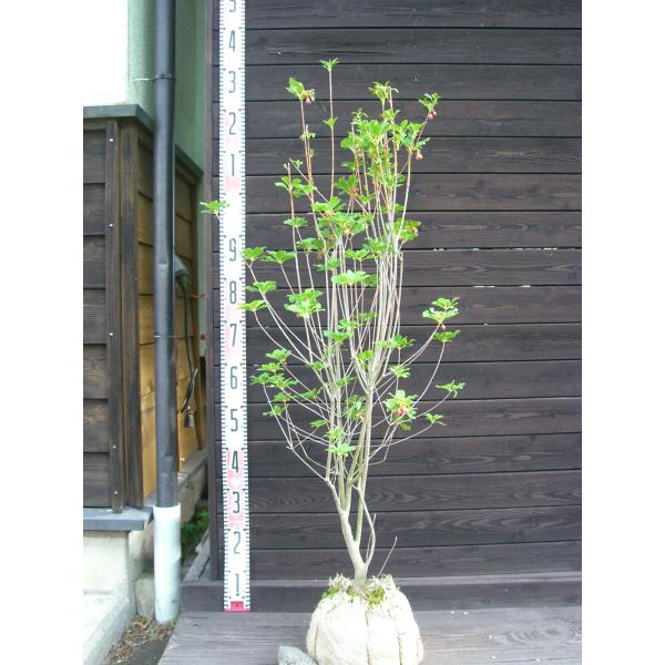【紅更紗灯台躑躅】美しい紅筋紅花を咲かせます。新緑、紅葉も必見です。【詳細】ツツジ科・ツツジ属・落葉低木樹高　　1.0ｍ（鉢上・地上部の高さ）枝張り　0.4ｍ花期　　4〜5月花色　　紅鉢植え管理・生育　（可）撮影月　4月
