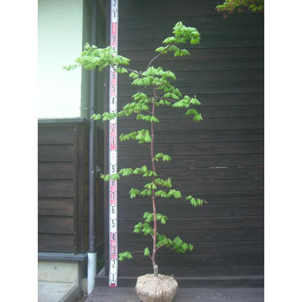 希少品種　【関の華厳】　セキノケゴンコハウチワカエデの枝垂れ品種です。美しい新緑に始まり、秋の素晴らしい紅葉まで、多彩な表情を お楽しみ頂けます。非常に観賞価値の高い品種です。【詳細】カエデ科・カエデ属・落葉中高木樹高　　1.45ｍ（鉢上・...