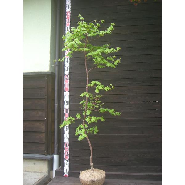 希少品種　【関の華厳】　セキノケゴンコハウチワカエデの枝垂れ品種です。美しい新緑に始まり、秋の素晴らしい紅葉まで、多彩な表情を お楽しみ頂けます。非常に観賞価値の高い品種です。【詳細】カエデ科・カエデ属・落葉中高木樹高　　1.5ｍ（鉢上・地...