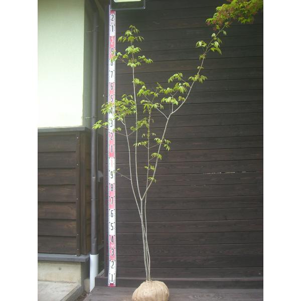 柔らかな 素晴らしい新緑、爽やかな花。秋の美しい紅葉。耐寒性に優れた 観賞価値のとても高い樹種です。 【詳細】モクセイ科・トネリコ属・落葉高木 樹高　　1.7ｍ（鉢上・地上部の高さ）枝張り　0.8ｍ花期　　4〜5月花色　　白鉢植え管理・生育...