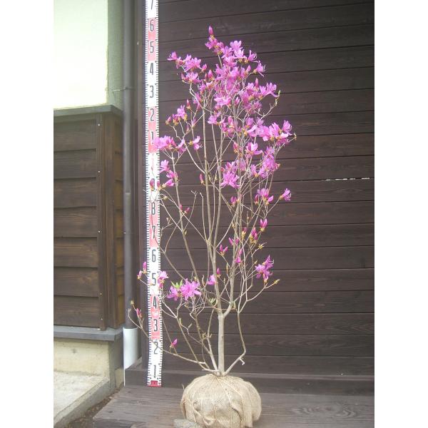 【東国三葉躑躅】遅咲き種。葉の展開と共に、美しい花を咲かせます。新緑、紅葉も素晴らしい東国原種です。 【詳細】ツツジ科・ツツジ属・落葉低木樹高　　1.1ｍ（鉢上・地上部の高さ）枝張り　0.5ｍ花期　　4〜5月花色　　紅紫鉢植え管理・生育　（...