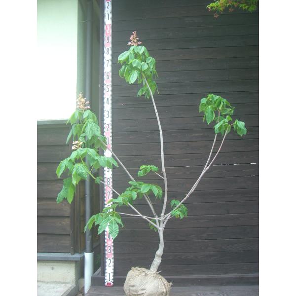 【紅花栃の木】枝先から直立する紅花を咲かせる樹種です。流通量の少ない品種です。【詳細】トチノキ科　トチノキ属　落葉高木樹高　　1.4ｍ（鉢上・地上部の高さ）枝張り　1.0ｍ花期　　4〜5月果期　　9〜10月撮影月　5月