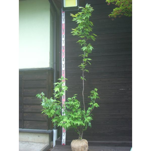 【白文字】葉に先たって、淡い黄花を咲かせ、特有の良い芳香もあります。秋の黄葉もお楽しみ頂けます。 観賞価値の高い樹種です。【詳細】クスノキ科　クロモジ属　落葉低木 樹高　　1.8ｍ（鉢上・地上部の高さ）枝張り　0.7ｍ花期　　4月花色　　淡...