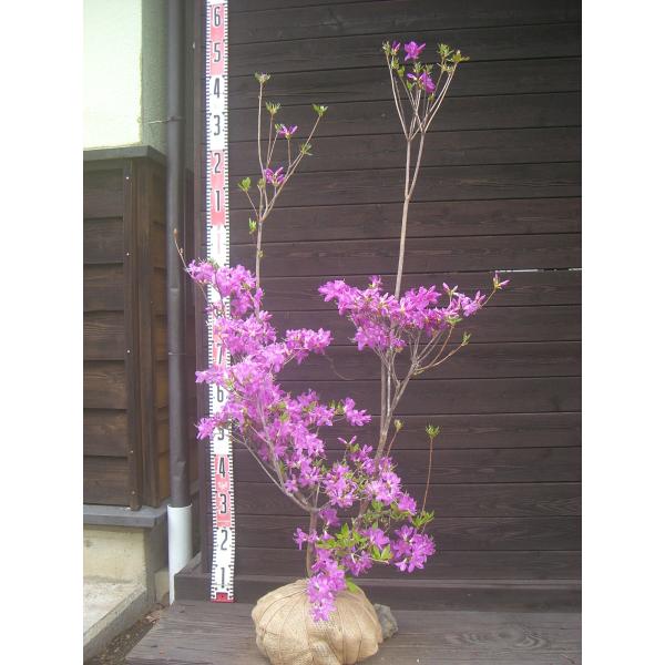 ヤマツツジ　【小花紫】　希少種。小さな淡い紫色の花が咲きます。素晴らしいコントラストを お楽しみ頂けます。【詳細】ツツジ科・ツツジ属・半落葉低木樹高　　1.2ｍ（鉢上・地上部の高さ）枝張り　0.5ｍ花期　　5〜6月花色　　淡紅紫鉢植え管理・...
