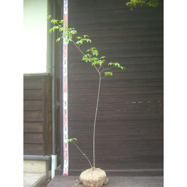 柔らかな 素晴らしい新緑、爽やかな花。秋の美しい紅葉。耐寒性に優れた 観賞価値のとても高い樹種です。 【詳細】モクセイ科・トネリコ属・落葉高木 樹高　　1.5ｍ（鉢上・地上部の高さ）枝張り　0.6ｍ花期　　4〜5月花色　　白鉢植え管理・生育...