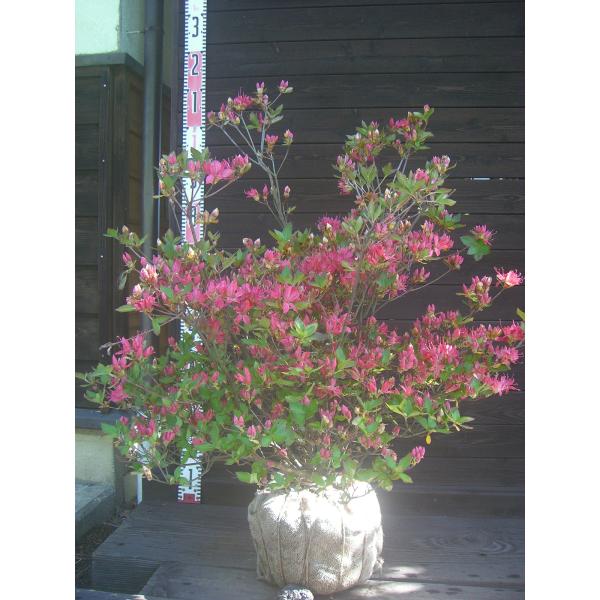 【天城紅長寿】ヤマツツジ系・縁起樹。花期の長い素晴らしい品種です。【詳細】ツツジ科・ツツジ属・半落葉低木樹高　　0.8ｍ（鉢上・地上部の高さ）枝張り　0.7ｍ花期　　5〜6月花色　　濃朱鉢植え管理・生育　（可）撮影月　5月