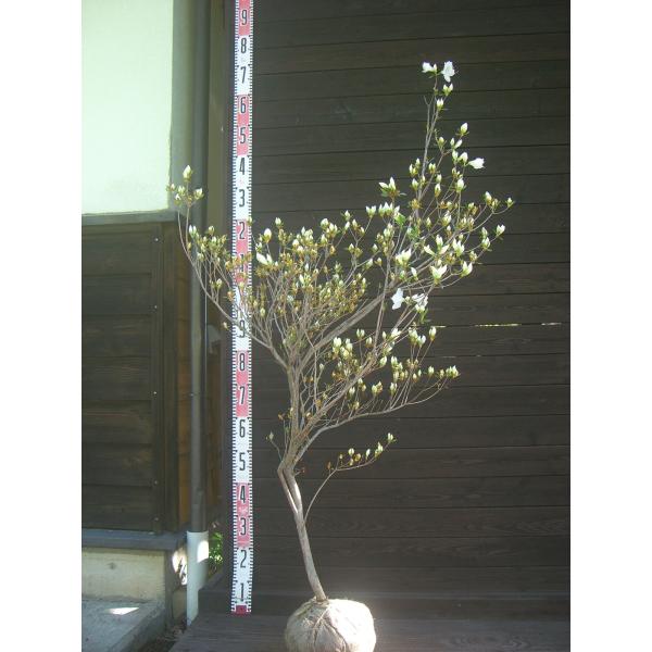【希少白花】　ヤマツツジ　素晴らしい白花を咲かせるヤマツツジです。秋の黄葉もとても綺麗です。ツツジコレクション向き。 【詳細】ツツジ科・ツツジ属・半落葉低木樹高　　1.3ｍ（鉢上・地上部の高さ）枝張り　0.7ｍ花期　　5〜6月花色　　白鉢植...