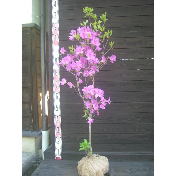 【紫山躑躅】鮮やかな紅紫の花を咲かせる ヤマツツジです。この花色は、非常に珍しく貴重です。ツツジコレクション向き。 【詳細】ツツジ科・ツツジ属・半落葉低木樹高　　1.0ｍ（鉢上・地上部の高さ）枝張り　0.3ｍ花期　　5〜6月花色　　紅紫 鉢...