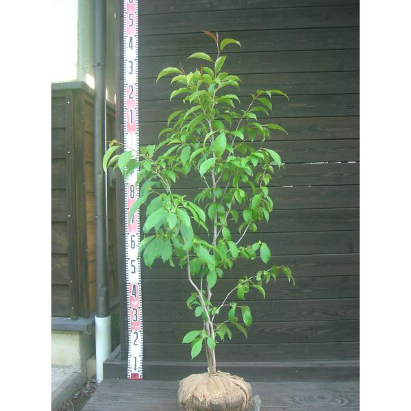 品種【夜明け前】枝葉が豊かに茂り初夏に 淡いピンク色の花を咲かせます。秋の紅葉も お楽しみ頂けます。爽やかな 素晴らしい品種です。 【詳細】ツバキ科・ナツツバキ属・落葉中高木 樹高　　1.05ｍ（鉢上・地上部の高さ）枝張り　0.6ｍ花期　　...