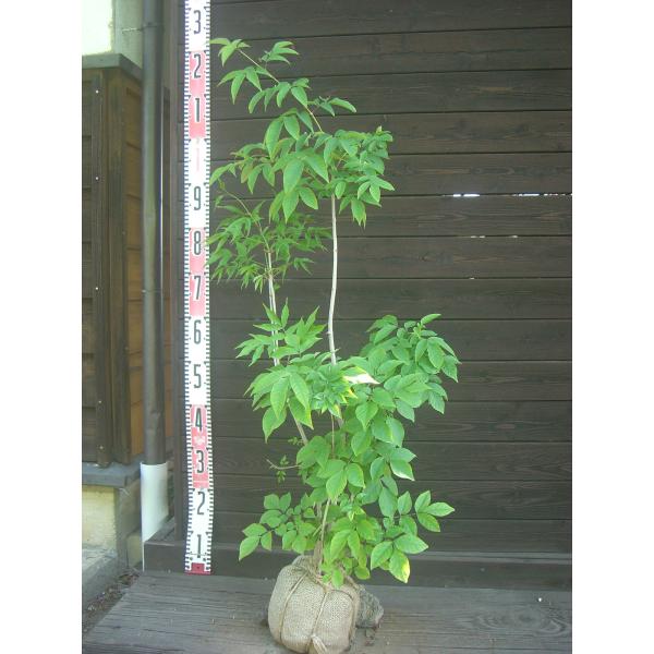 柔らかな 素晴らしい新緑、爽やかな花。秋の美しい紅葉。耐寒性に優れた 観賞価値のとても高い樹種です。 【詳細】モクセイ科・トネリコ属・落葉高木 樹高　　0.9ｍ（鉢上・地上部の高さ）枝張り　0.4ｍ花期　　4〜5月花色　　白鉢植え管理・生育...