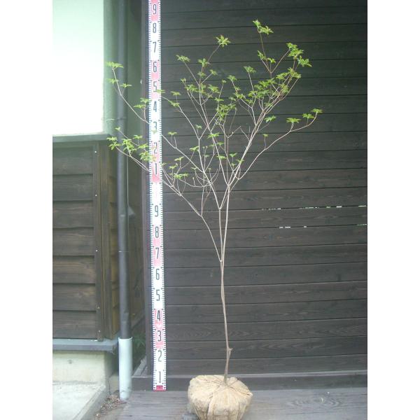 希少種　独特の 美しい小花を咲かせます。小さく可憐な花が 魅力です。観賞価値の高い樹種です。 【詳細】ツツジ科・ツツジ属・落葉低木樹高　　1.4ｍ（鉢上・地上部の高さ）枝張り　0.8ｍ花期　　6〜7月花色　　白・紅斑点鉢植え管理・生育　（可...