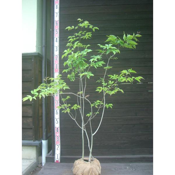 柔らかな 素晴らしい新緑、爽やかな花。秋の美しい紅葉。耐寒性に優れた 観賞価値のとても高い樹種です。 【詳細】モクセイ科・トネリコ属・落葉高木 樹高　　1.2ｍ（鉢上・地上部の高さ）枝張り　0.9ｍ花期　　4〜5月花色　　白鉢植え管理・生育...