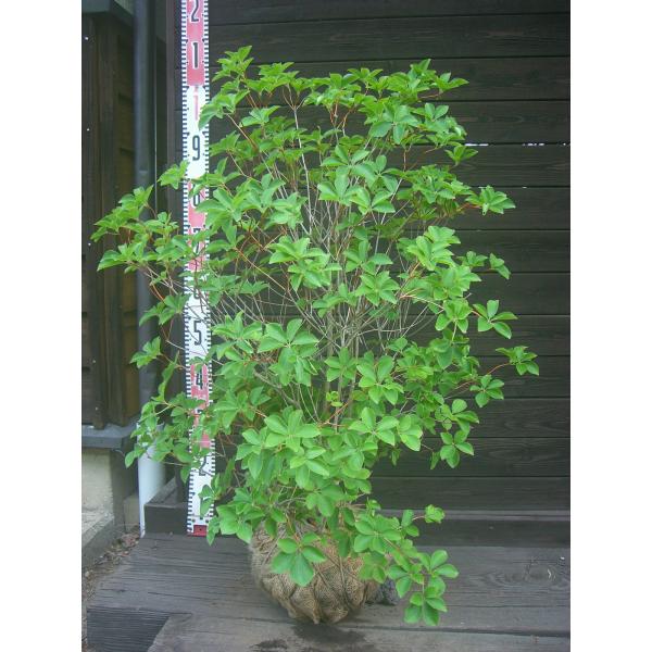 【赤八汐躑躅】とても上品な ピンク花を咲かる品種。新緑〜紅葉まで 大変美しい躑躅です。【詳細】ツツジ科・ツツジ属・落葉低木樹高　　0.8ｍ（鉢上・地上部の高さ）枝張り　0.6ｍ花期　　4〜5月花色　　ピンク鉢植え管理・生育　（可）撮影月　5月