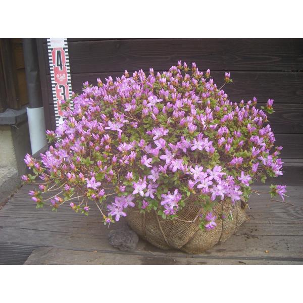 這性特種素晴らしい花を多数咲かせます。綺麗な紅葉も お楽しみ頂けます。限定品です。ツツジコレクション向き。【詳細】ツツジ科・ツツジ属・半落葉低木樹高　　0.2ｍ（鉢上・地上部の高さ）枝張り　0.45ｍ花期　　5〜6月花色　　紫鉢植え管理・生...