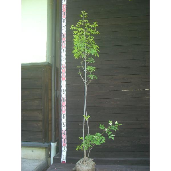 柔らかな 素晴らしい新緑、爽やかな花。秋の美しい紅葉。耐寒性に優れた 観賞価値のとても高い樹種です。 【詳細】モクセイ科・トネリコ属・落葉高木 樹高　　1.5ｍ（鉢上・地上部の高さ）枝張り　0.5ｍ花期　　4〜5月花色　　白鉢植え管理・生育...