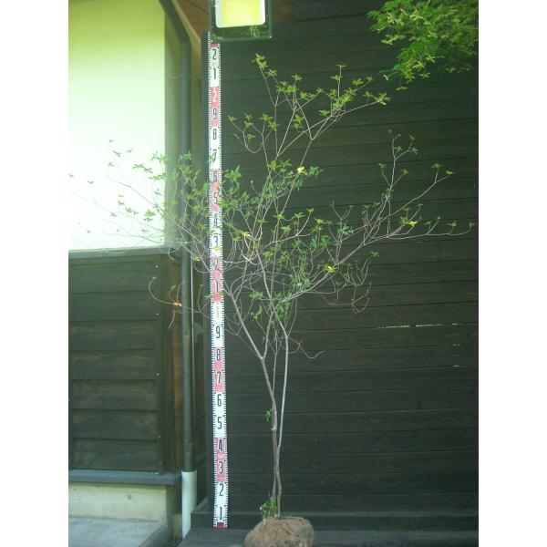 希少種　独特の 美しい小花を咲かせます。小さく可憐な花が 魅力です。観賞価値の高い樹種です。 【詳細】ツツジ科・ツツジ属・落葉低木樹高　　1.6ｍ（鉢上・地上部の高さ）枝張り　1.2ｍ花期　　6〜7月花色　　白・紅斑点鉢植え管理・生育　（可...